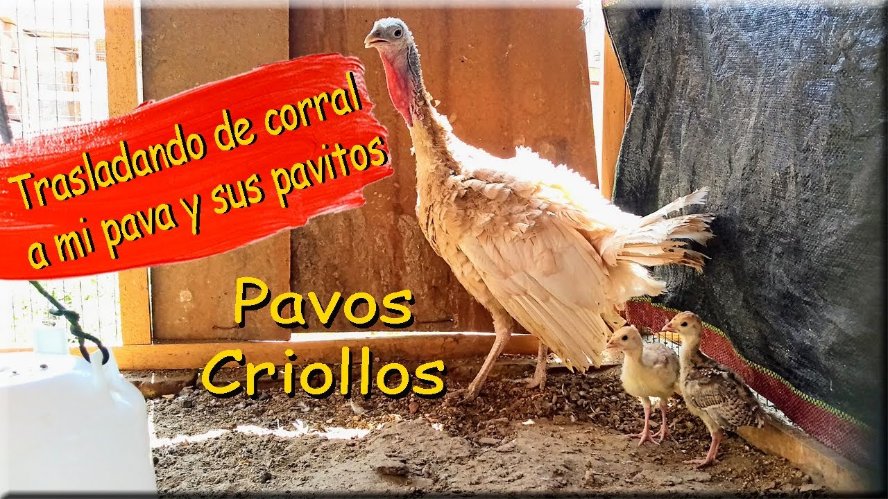 PAVA Y SU PAVITOS DE 12 DIAS guajolota y sus guajolotitos *AVES DE ...