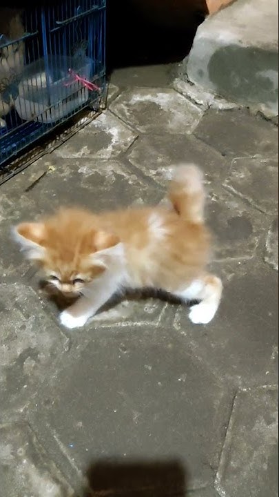 Kucing ekor pendek, lucu dan gemash sekali - YouTube