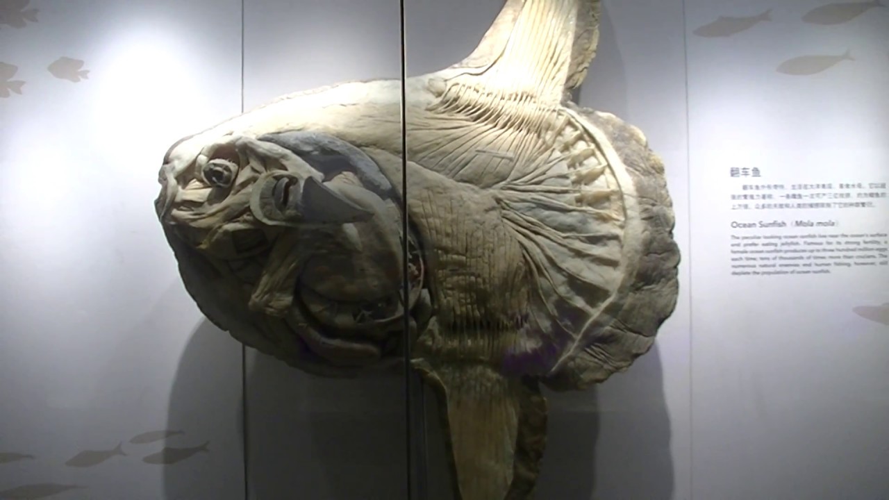 マンボウの内臓標本：Visceral anatomy of Ocean Sunfish - YouTube