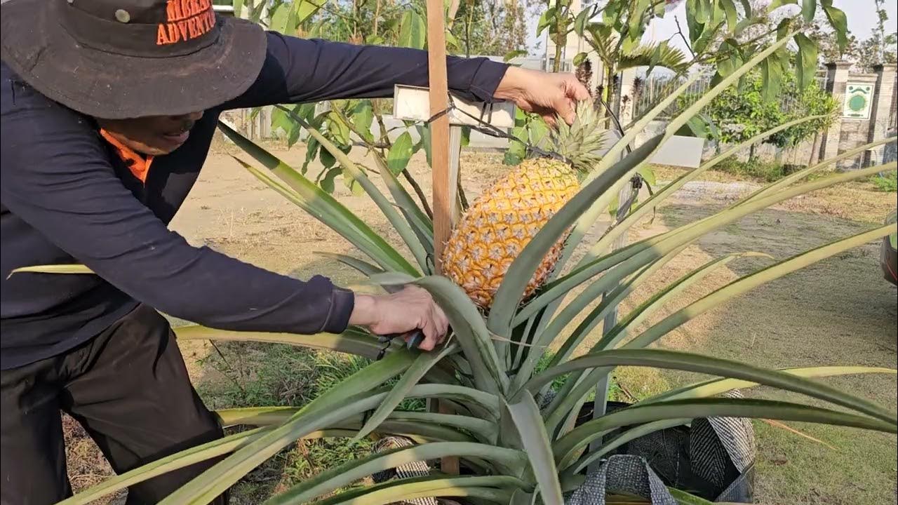 Panen Nanas Madu Jumbo - YouTube