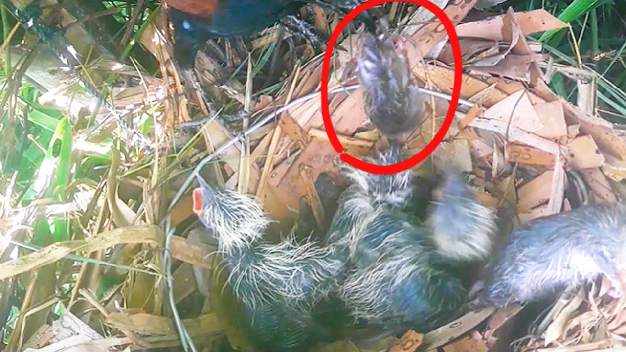 Greater coucal Birds bring dead mice out of two nests.Ep10 - YouTube