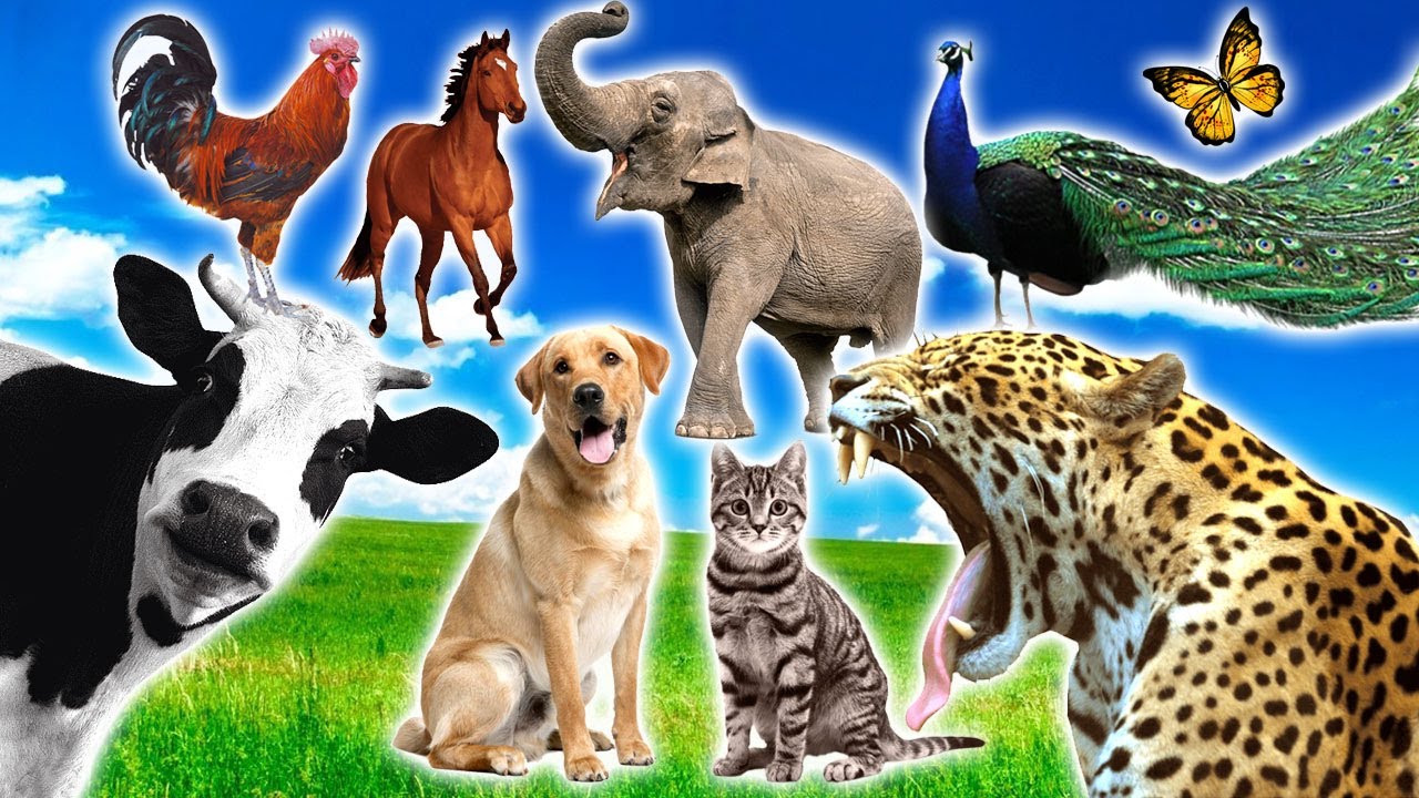 FARM AND WILD ANIMALS SOUNDS + VIDEOS CAT, ELEPHANT, DOG, TIGER, HIPPO ...