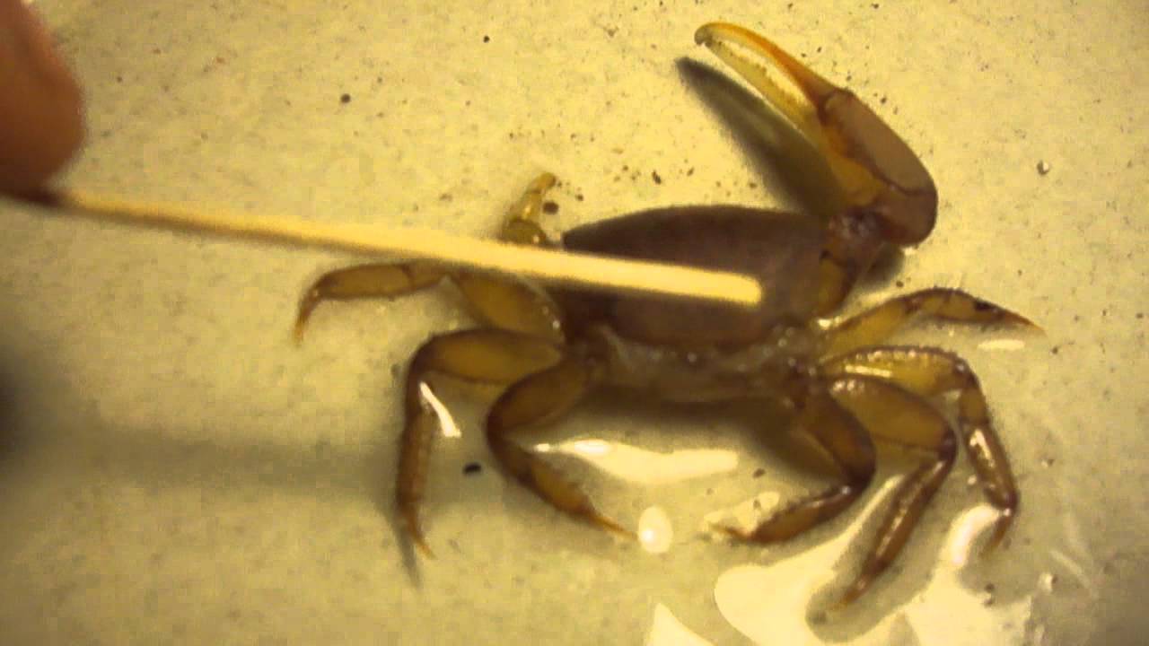 Intact Fiddler Crab Exoskeleton! - YouTube