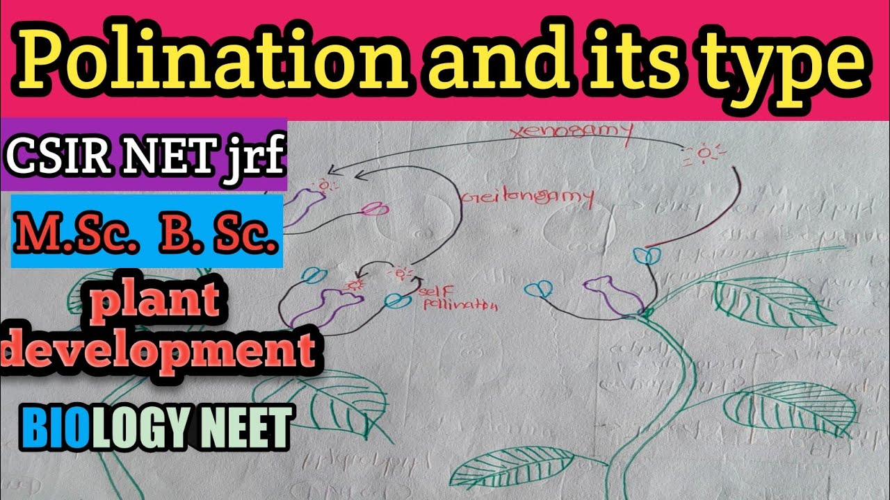 Polination and type of polination - YouTube
