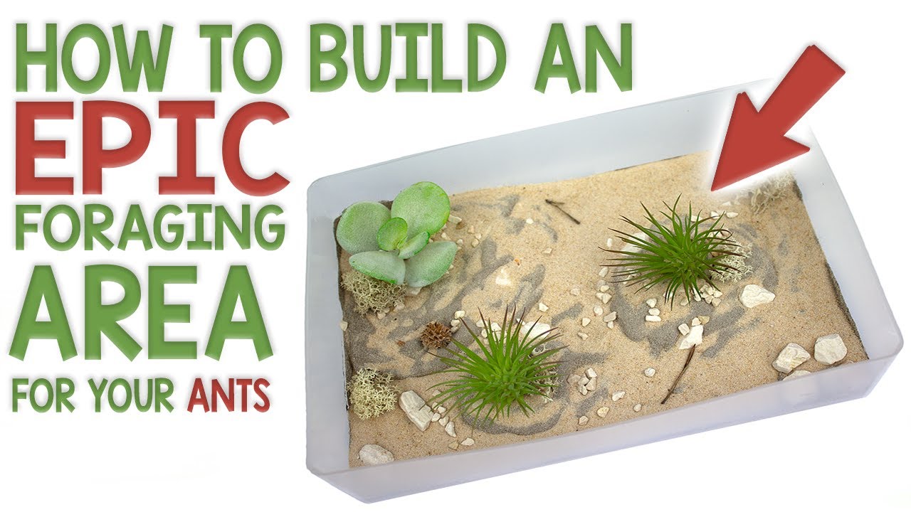 How to Build an Ant Nest #4 | Grout Foraging Area - YouTube