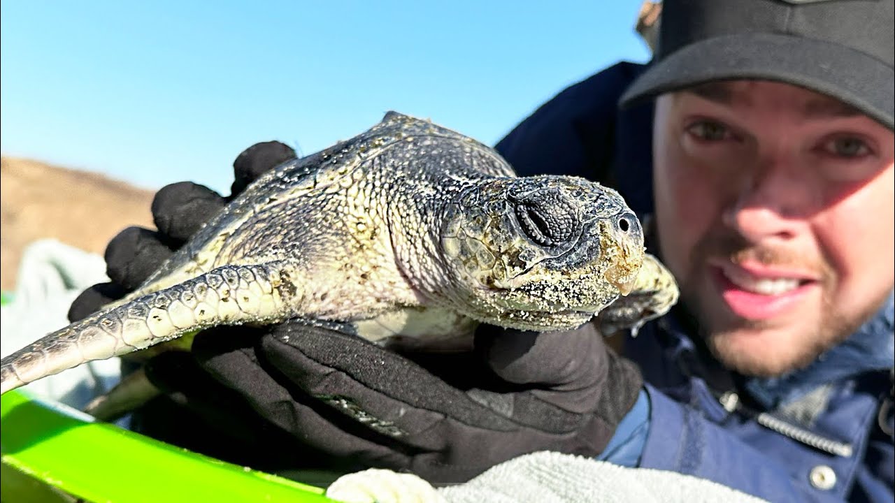 Cold Shocked Sea Turtles! - YouTube
