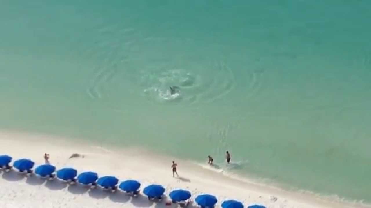 Shark Hunting caught in camera near people - YouTube