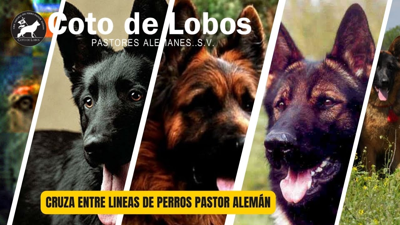 Mezcla De Pastor Y Lobo Belusky - Perro De Pastor Belga X Husky