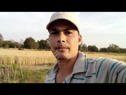 Wheat (Gehun) ... Wheat is the world`s most important crop. It is grown ...