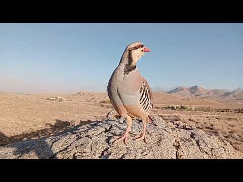Clear Live Partridge Sounds | For Nature Lovers and Bird Enthusiasts