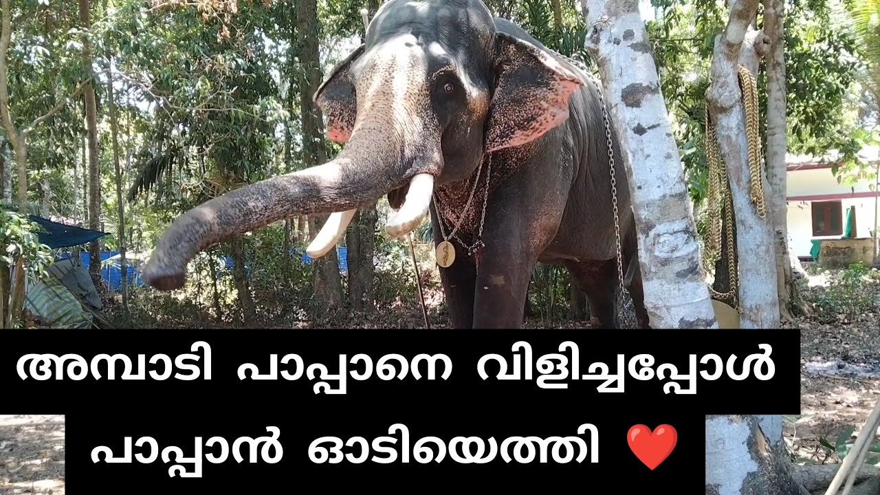 Ambadi Balanarayanan l അമ്പാടി വിളിച്ചപ്പോൾ പാപ്പാൻ ഓടിയെത്തി - YouTube
