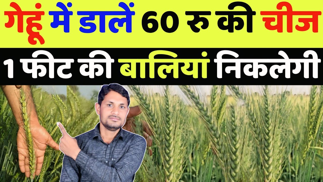 गेहूं की बालियां लंबी कैसे करें | gehu ka utpadan kaise badhaye | gehu ...