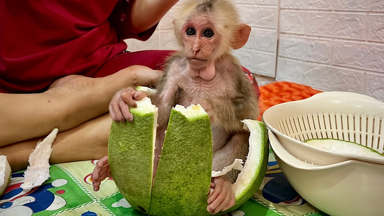 Bibo Monkey And Baby Monkey Sitting Next To Mother Peeling Fruit - YouTube