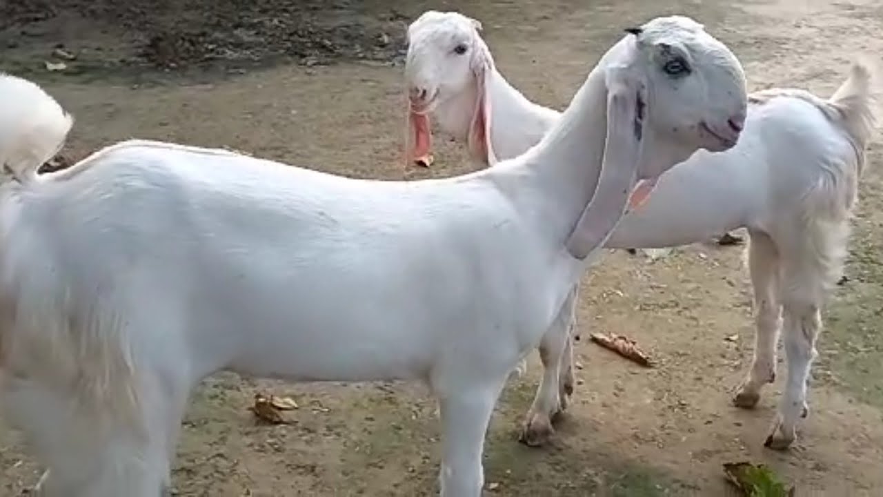 Top Quality Adant Hansa Bakri | Breeding Setup Wali Bakri Full Gulabi ...