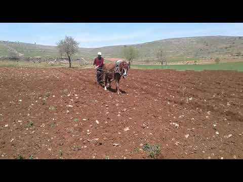 Kavun ekimi