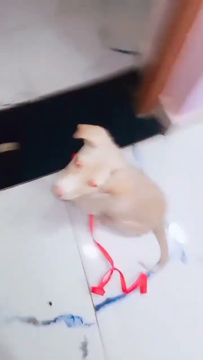 #dogshorts - YouTube