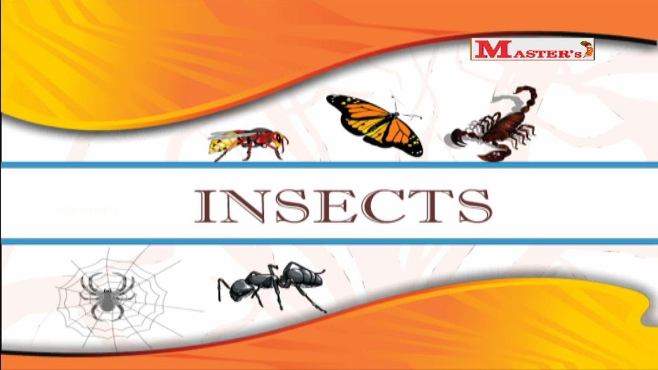 Insects - English Animation Video for Kids - YouTube