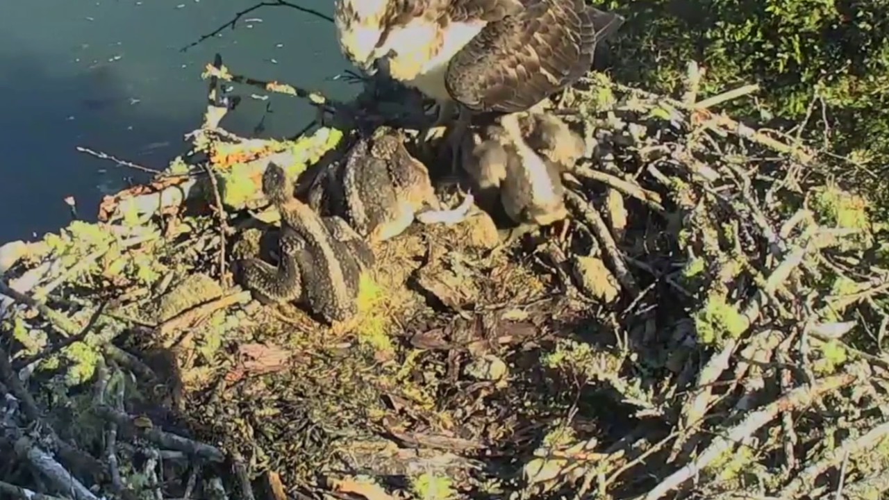 Osprey Nest Activities 2017 - YouTube
