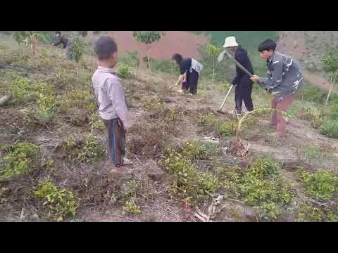 khawb qhov cog pob kws 2023 - YouTube