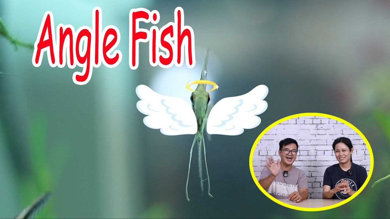 all about angle fish ជីវប្រវត្តនិងការចិញ្ចឹមត្រីត្រចៀកកាំ神仙鱼的那些事 - YouTube