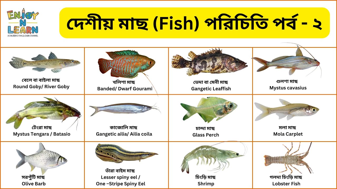 দেশী নদীর মাছের নাম বাংলা ও ইংরেজি -২ | River Fish name Bangla ...