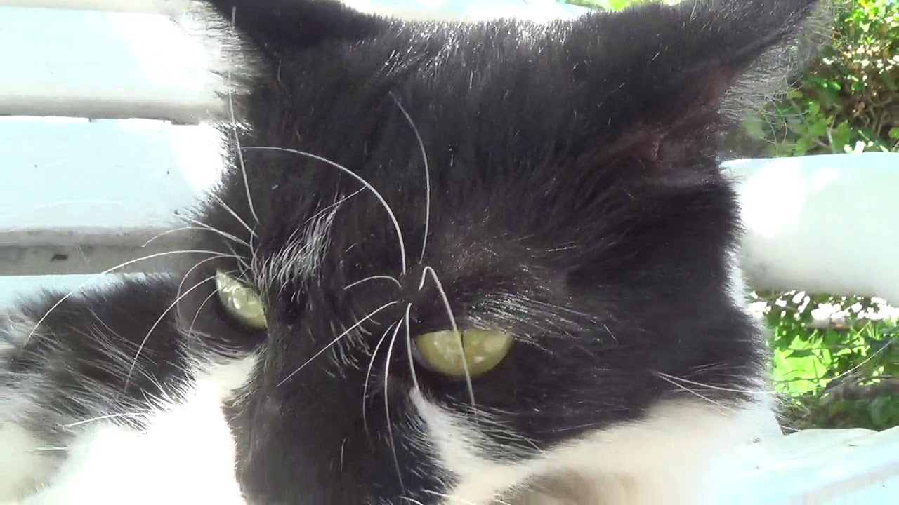 Antofagasta. Gato "Colo Colo" en Universidad Católica del Norte 2020 ...