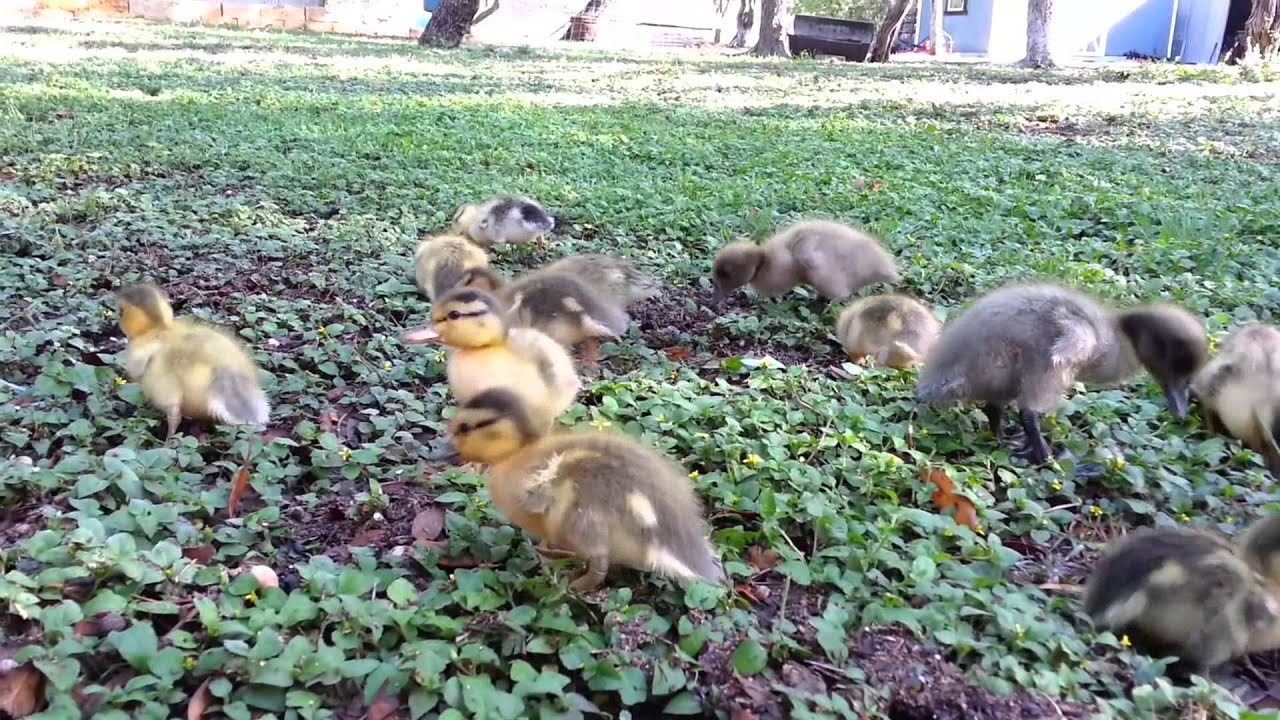 Raising Australian Spotted Ducks: Week 1 - YouTube