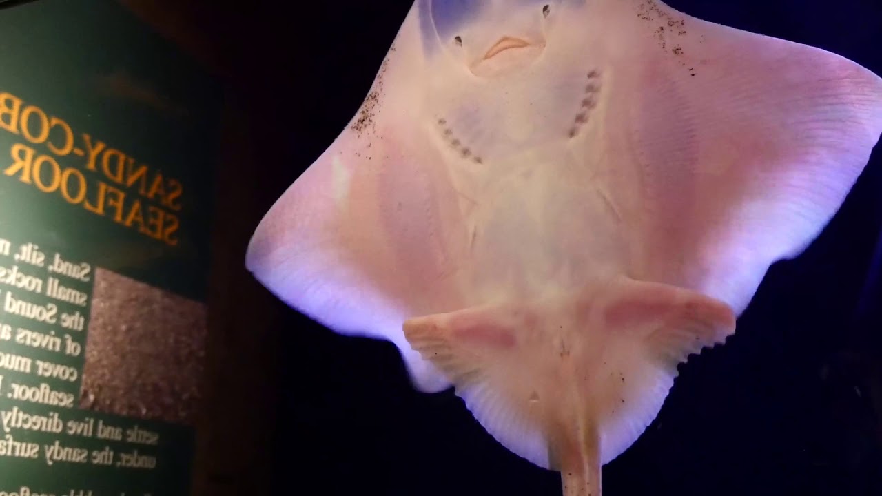 Puget Sound Fish exhibit at the Seattle Aquarium - YouTube