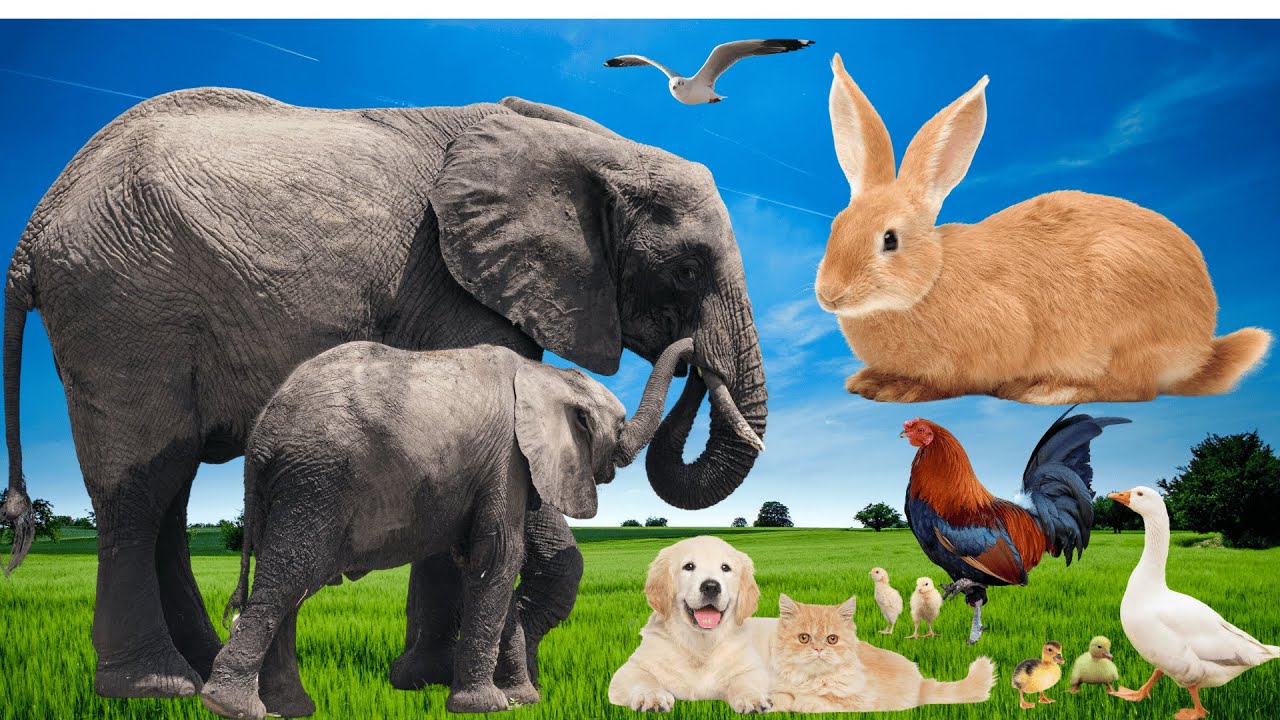 Elephant, Cow, Chicken, Dog, Cat, Duck, Rabbit, Dolphin... – Unique ...