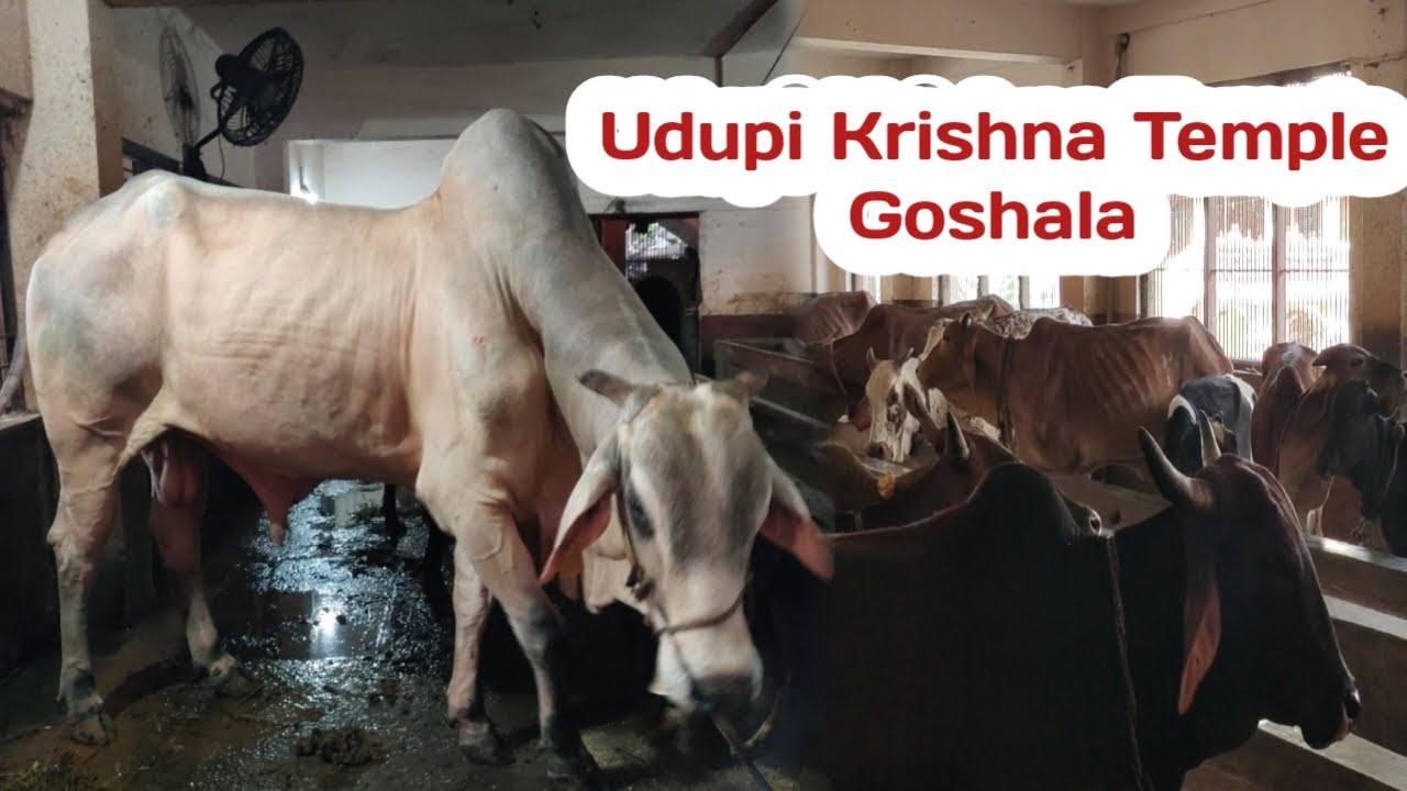 Udupi Krishna Temple Goshala // Udupi Goshala // Udupi Temple Goshala ...