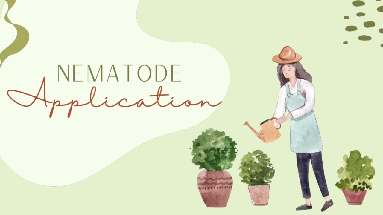 Lawn Gnat Control: 5 Best Methods for Eliminating Pests (Soil Focus ...