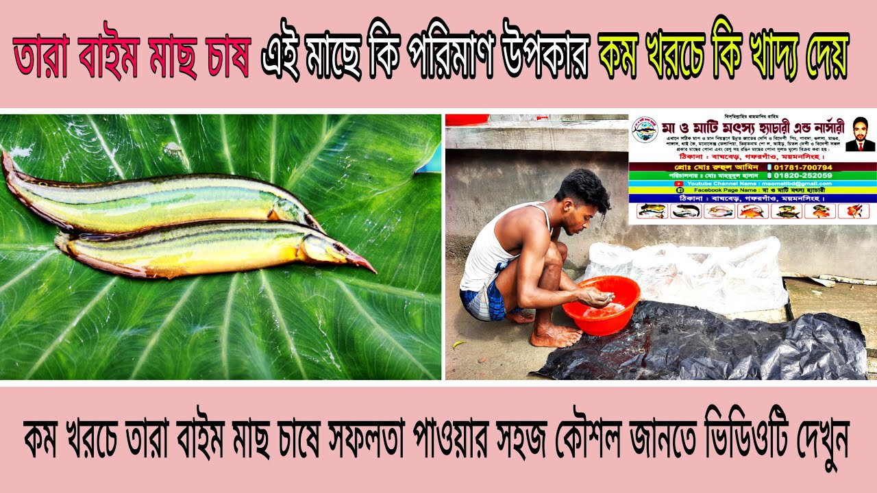 Tara Baim Fish Farming || Call-01781-700794 || কম খরচে তারা বাইম মাছ ...