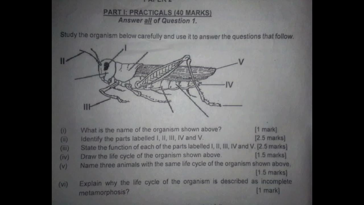 BECE 2024 Science Practical Question And Answers - YouTube