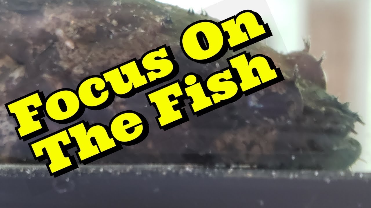 Focus On The Fish | Bullrout (Freshwater Stonefish/ Lionfish) - YouTube