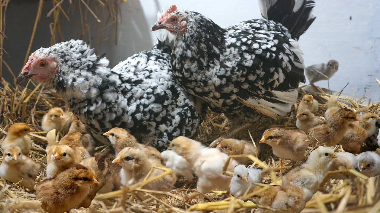 Twin Broody Hen Natural Hatching in Large Pot || Natural Hatching ...