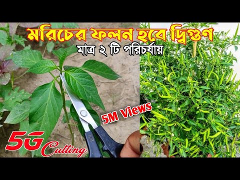 মরিচের ফলন হবে দ্বিগুণ মাত্র ২ টি পরিচর্যায় |মরিচ গাছের 3g কাটিং - মরিচের ফলন বৃদ্ধির উপায়