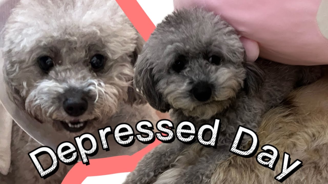 A Normal Day with a Depressed CooKie - YouTube
