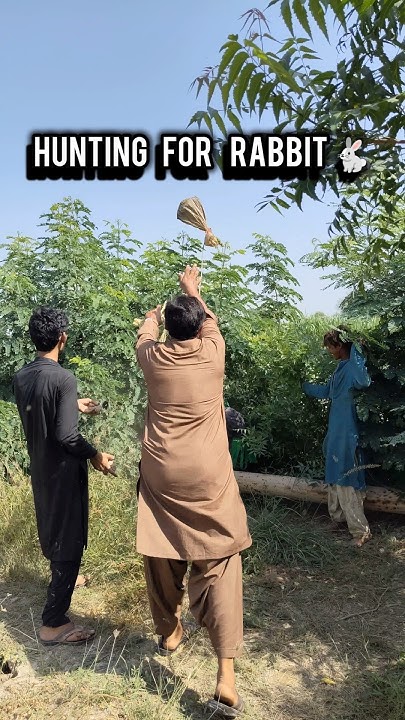 hunting for rabbits #rabbit #hunting #farming #magic - YouTube