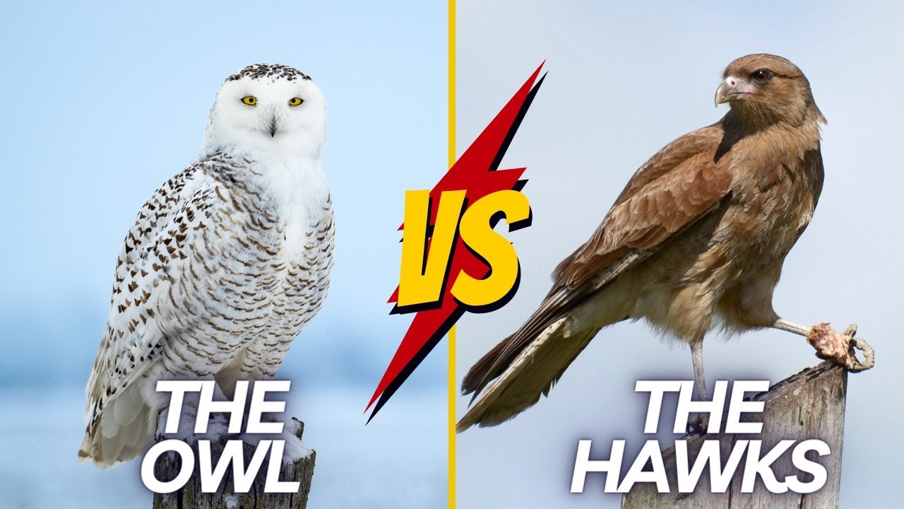 Wildlife Clash: owl vs hawk - Ultimate Showdown! Hawk vs Owl Face-off ...
