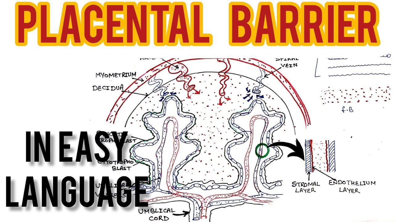 Placental Barrier anatomy | structure and function by Lokesh dhiman ...
