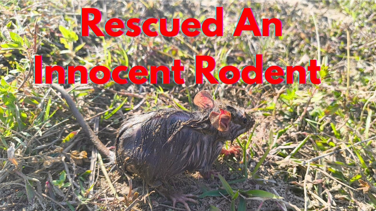 Rescued An Innocent Rodent 🥰 || From Jungle || @GoyarysStoryvlogs - YouTube