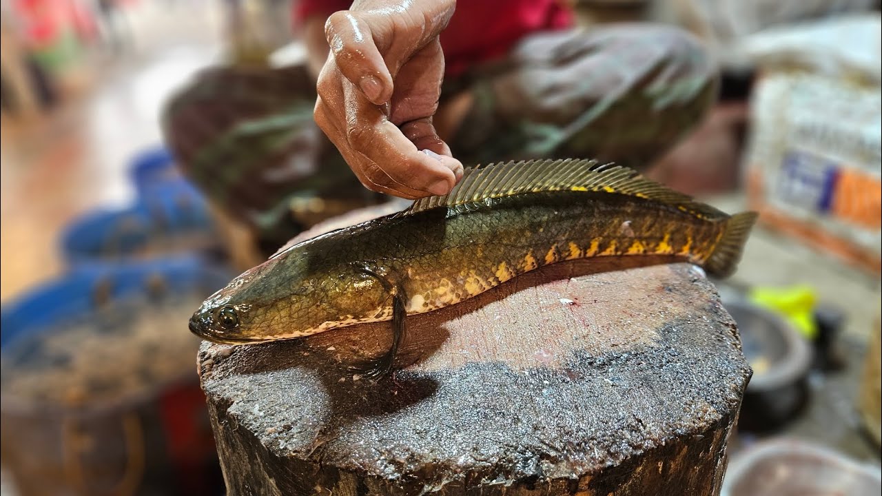 Ctg Cutting Fisher for(Chowk Bazar) 1kg Amazing Sola-Rohu Fish Cutting ...