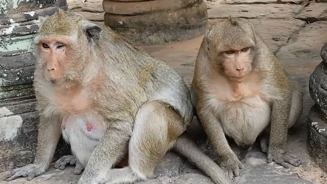 Pitiful fat boy monkey Sweet Pea struggle with his leg | Monkey Sweet ...