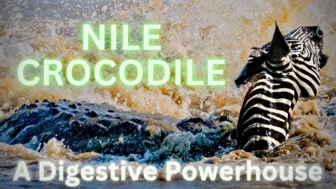 BELLY of the BEAST: The NILE CROCODILE's Digestive Mastery - YouTube