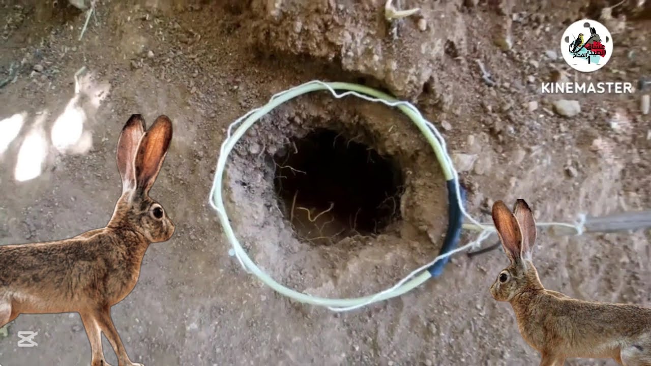 طريقة صنع مصيدة لصيد الأرانب في جحرها A Trap Over the Rabbit Hole with ...