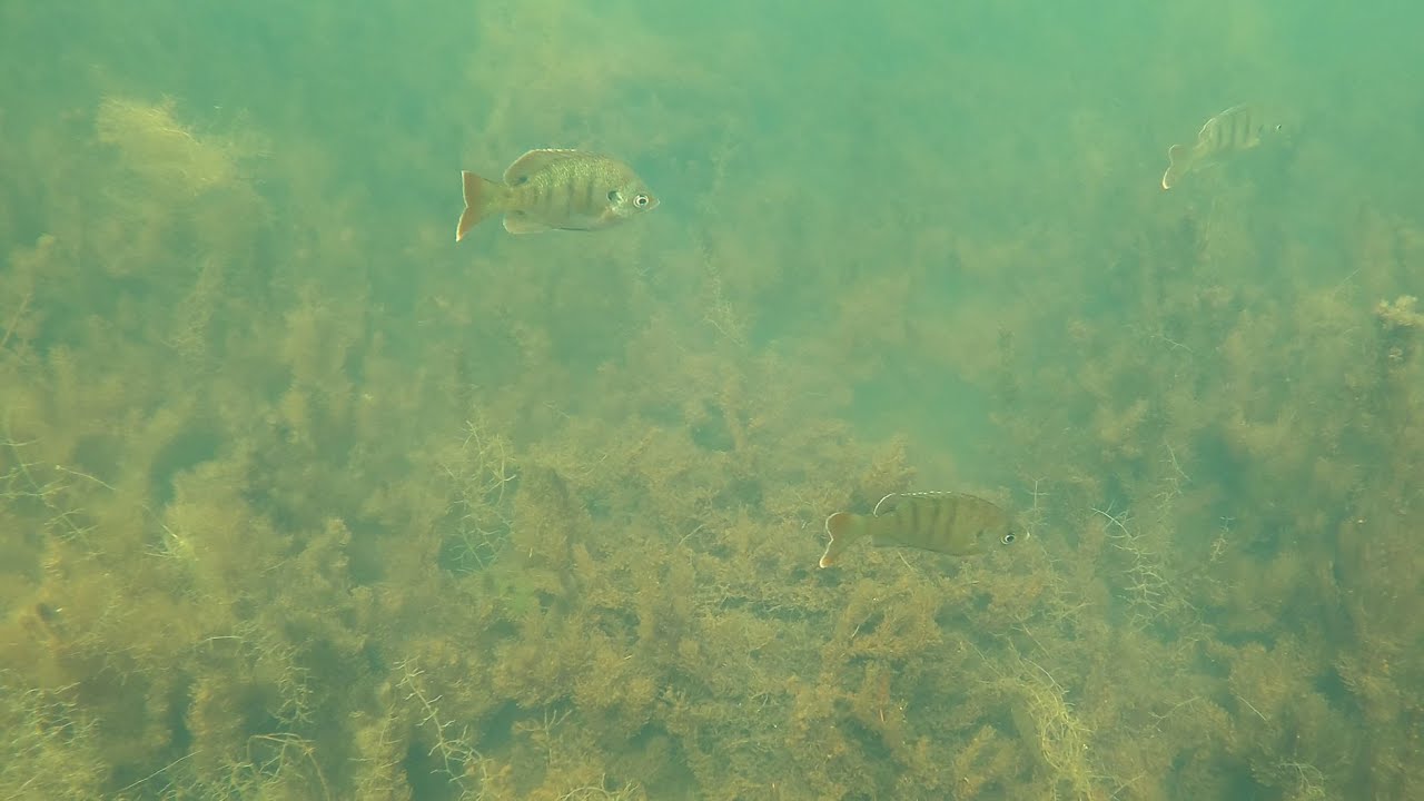 Backyard Lake Check - Fish and Structures - YouTube