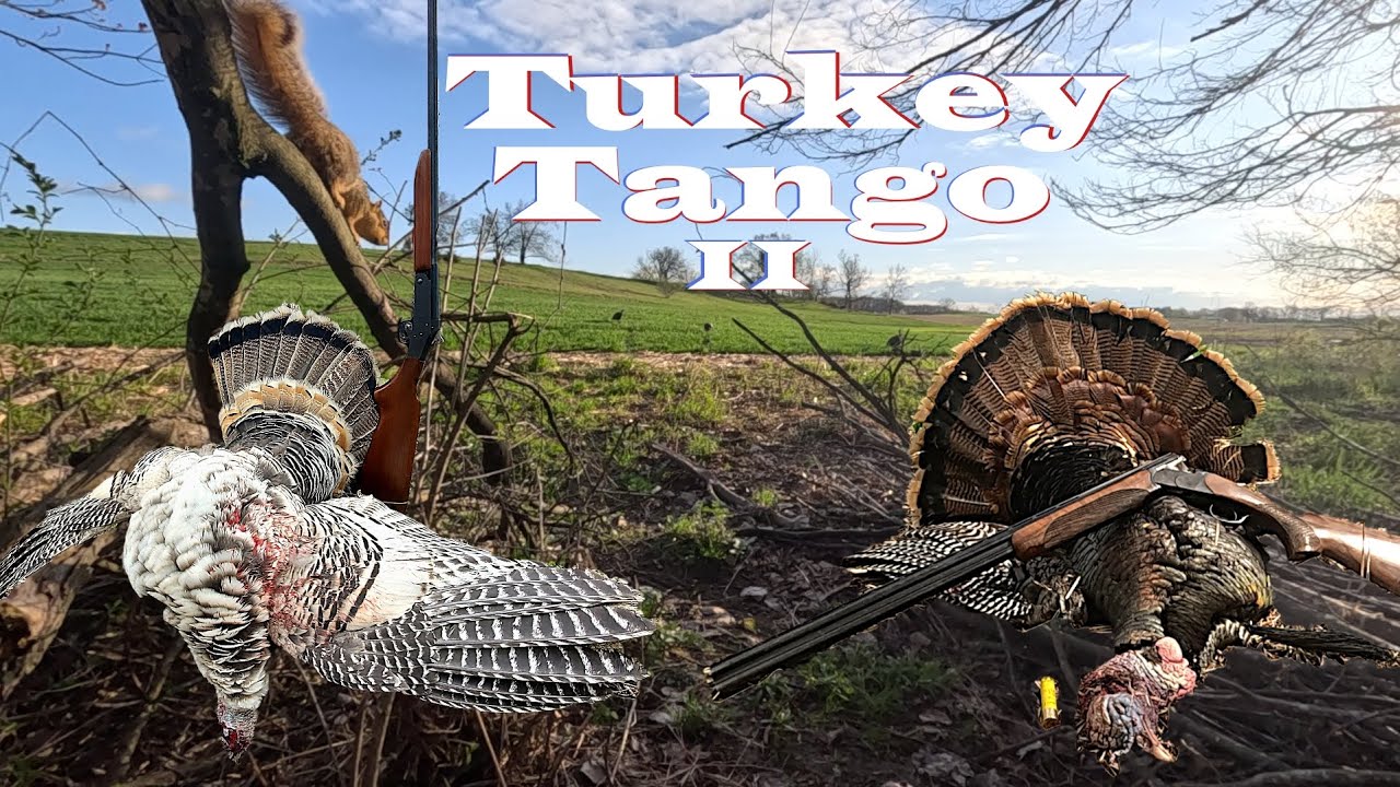 Turkey Tango 2!! Spring Turkey! - YouTube