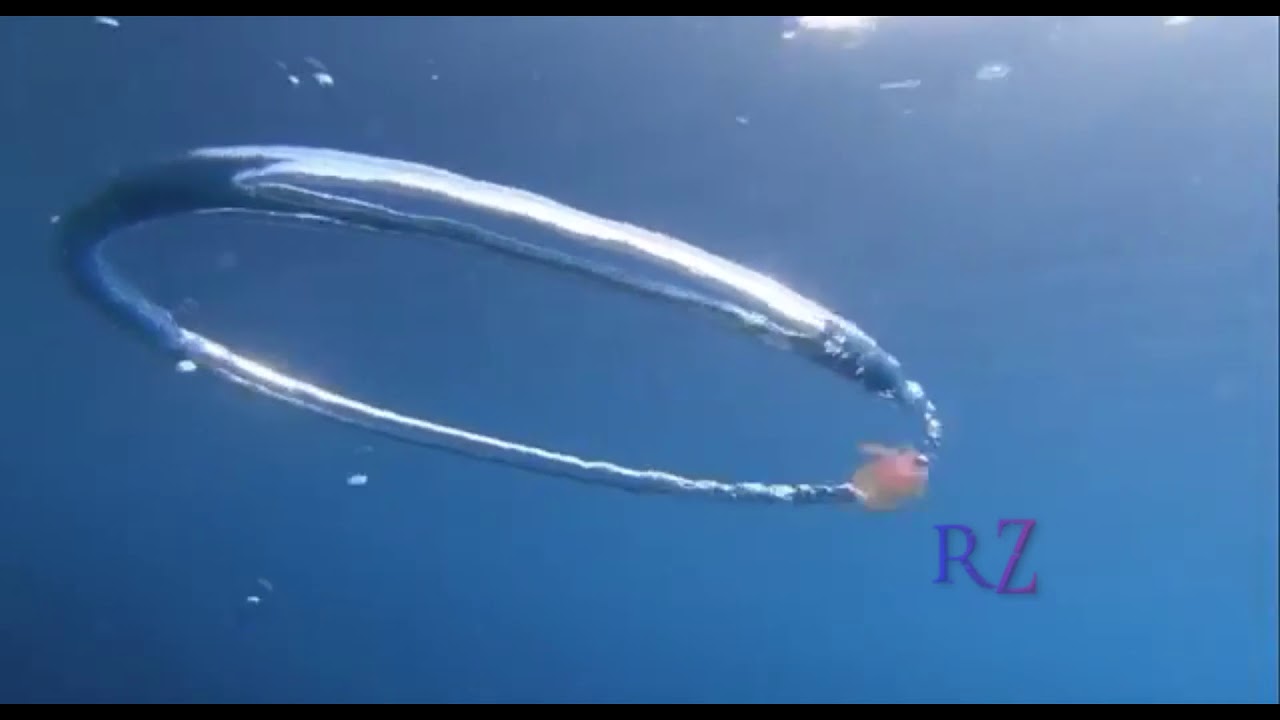 Jellyfish in Bubble Ring 2 - Electric Boogaloo - YouTube