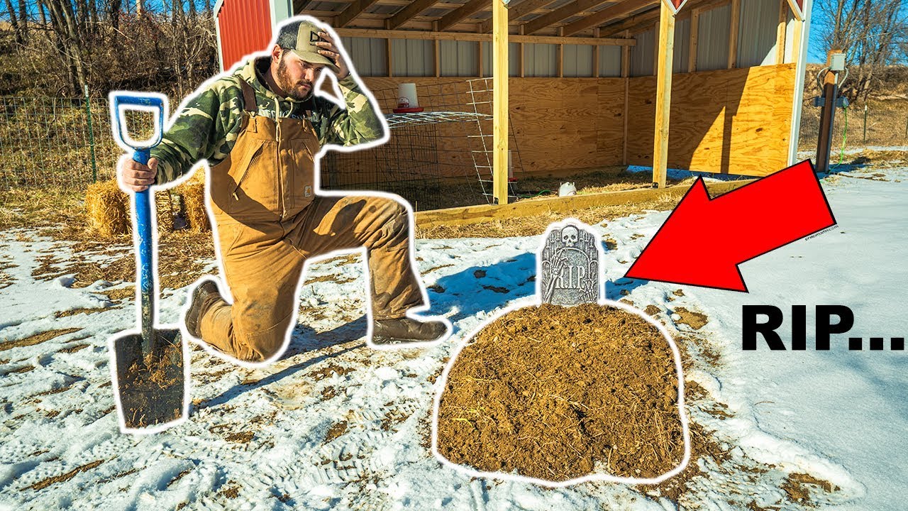 I Found a DEAD Backyard Farm ANIMAL (RIP)