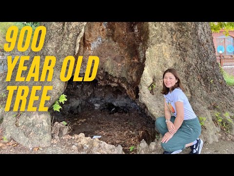 Giant 900-Year Old Tree | Out and About - YouTube